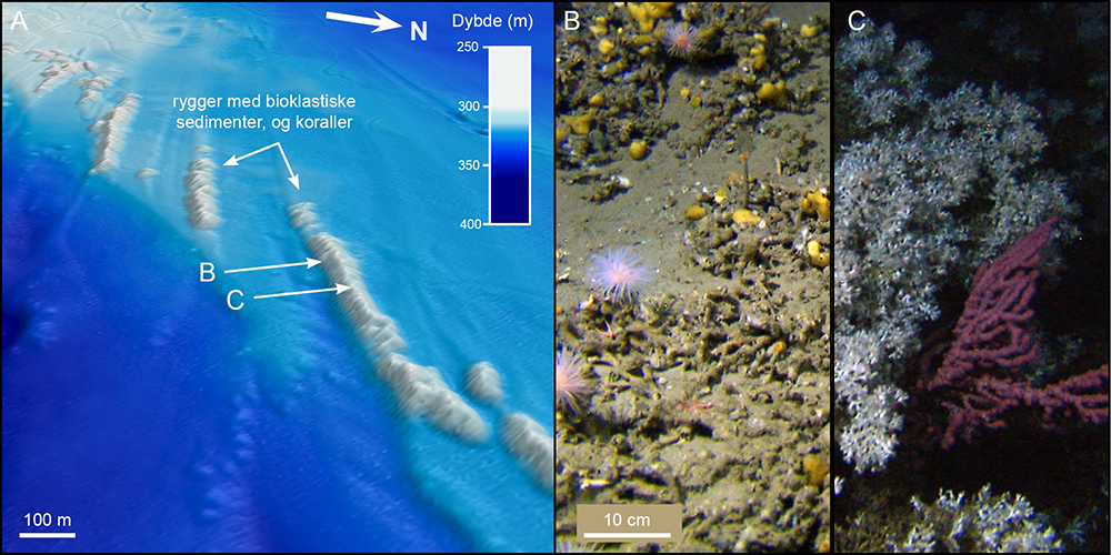 Bioclastic sediments | Mareano - The Sea in Maps and Pictures