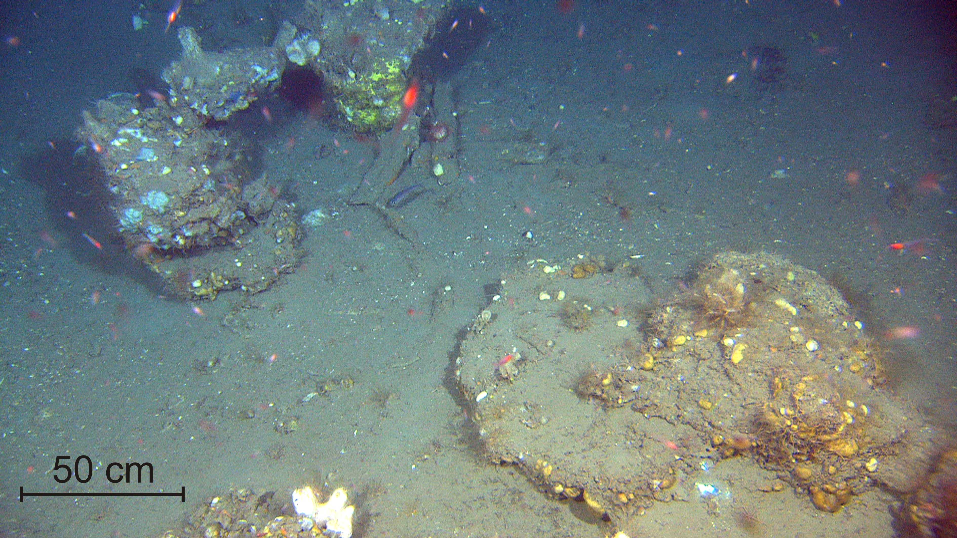 Large areas of carbonate crust found at pockmarked seafloor off mid ...